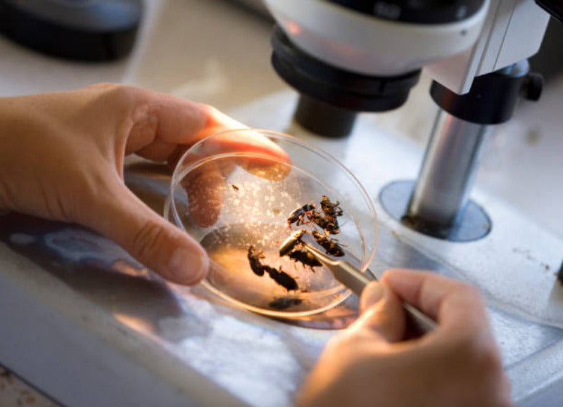 IDENTIFICATION SERVICE – National Institute of Entomology