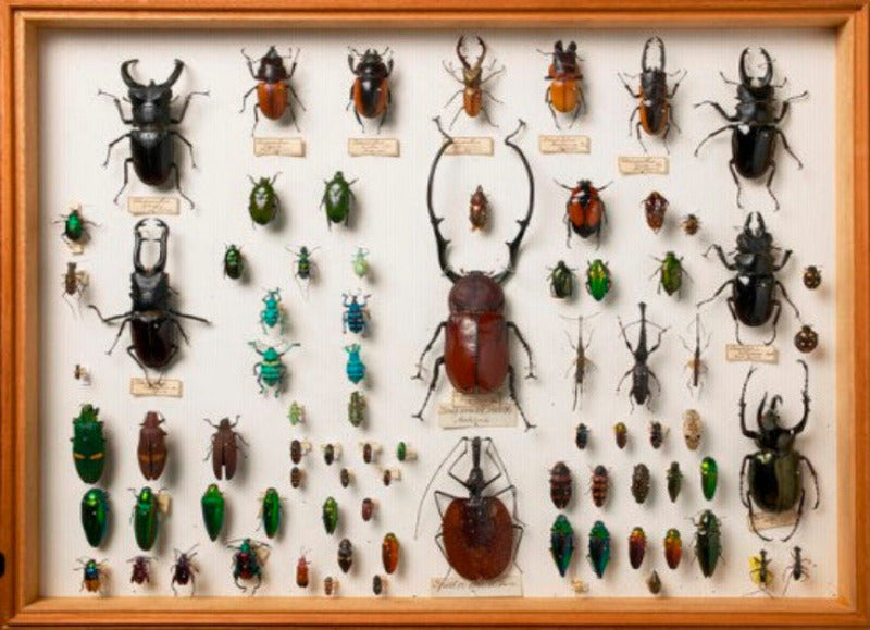 COLLECTION VALUATION – National Institute of Entomology