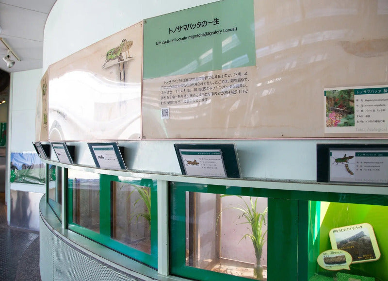 DISPLAY DESIGN – National Institute of Entomology