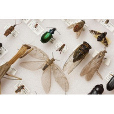 INTRODUCTION TO ENTOMOLOGY (Certificate Course 1) 15th October 2025. C ...