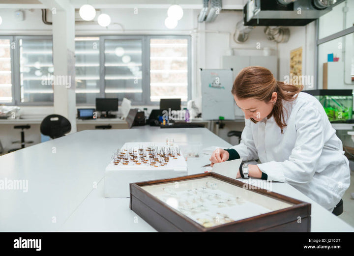 National Institute of Entomology - Specimen Spotlight – National ...